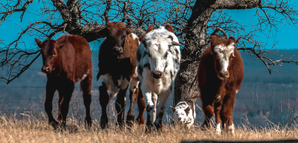 Points - National Cattledog Association